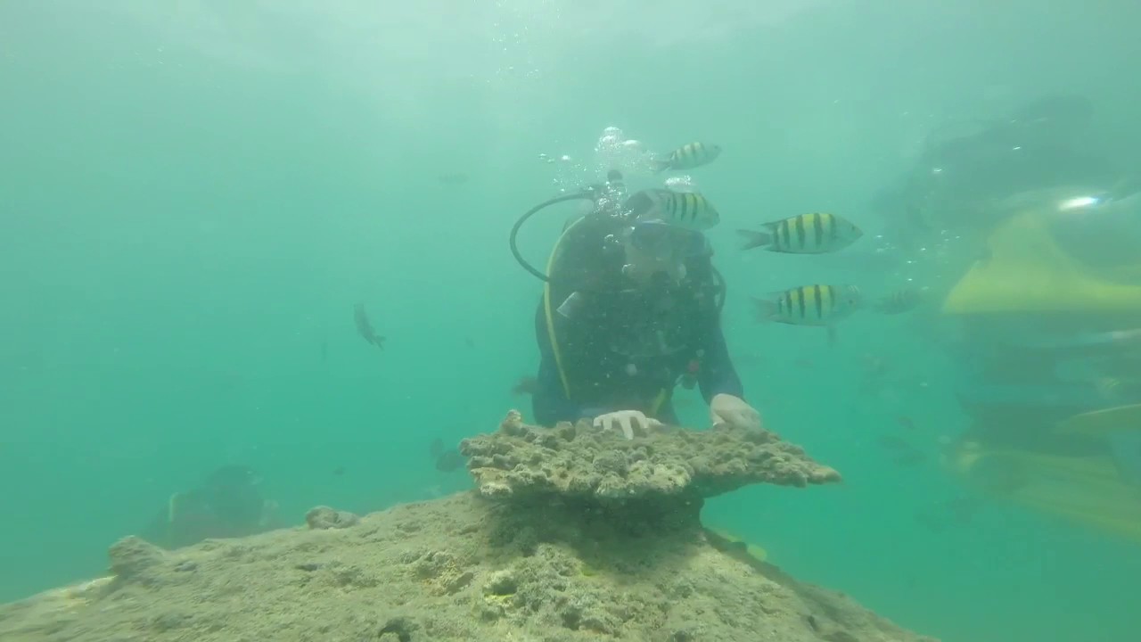 Diving.Kish island.Iran🌴 2016 - YouTube