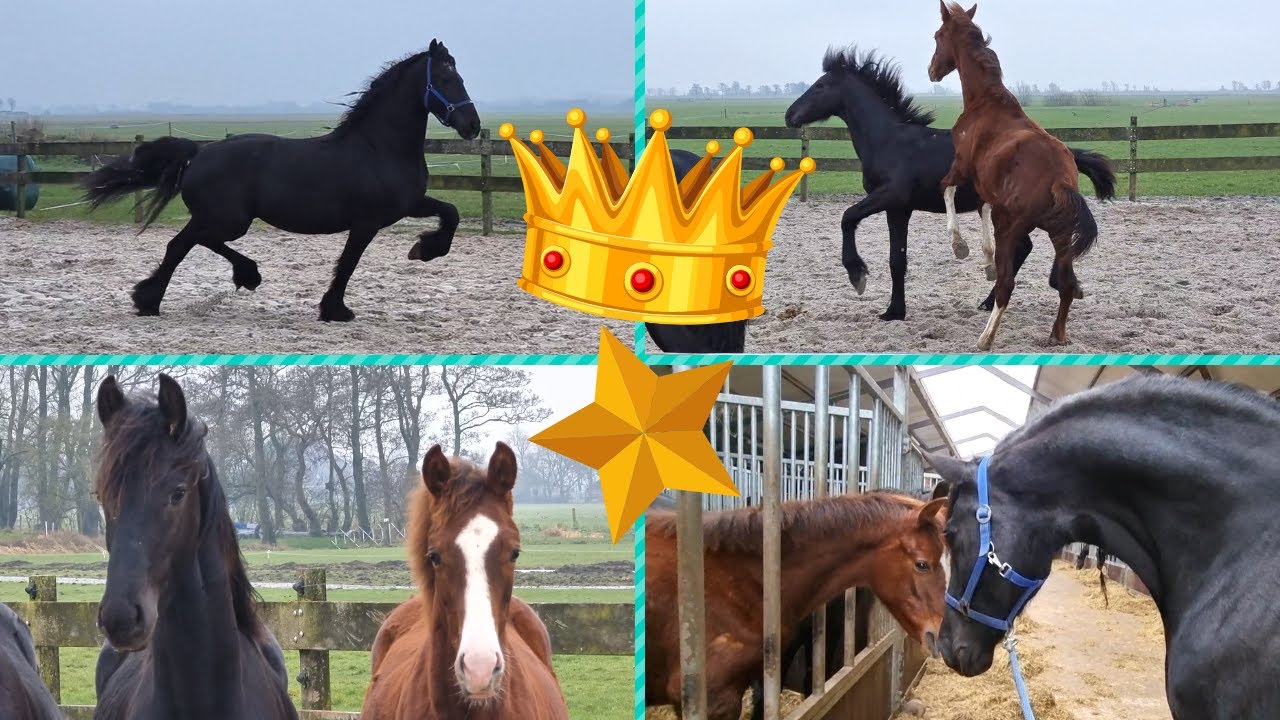 Frisky Queen👑Uniek and Rising Star⭐ | Friesian Horses - YouTube