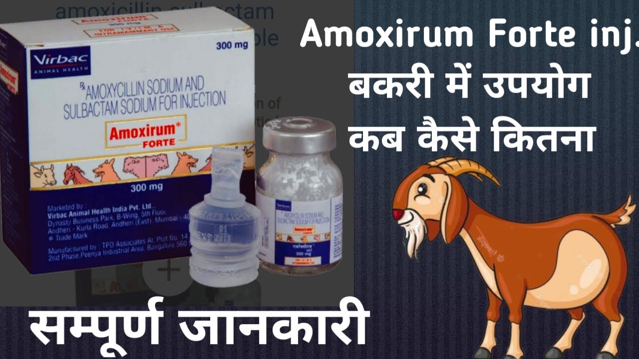 Amoxirum Forte injection uses in Goat in hindi !! - YouTube