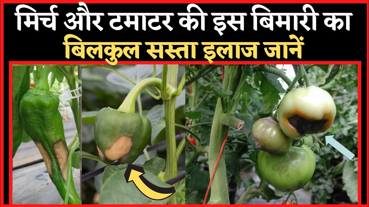calcium deficiency tomato and chilli। मिर्च और टमाटर में कैल्शियम की ...