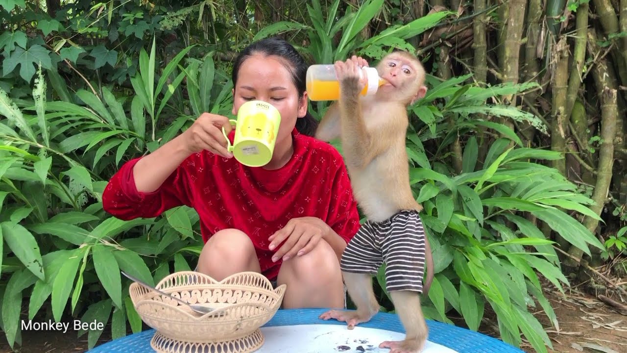 Time To Drink !! Aunt Help Mix Orange Juice For Poor Baby Monkey BEDE ...