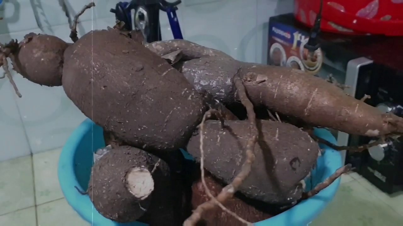 How to harvest kamoteng kahoy | Cassava - YouTube