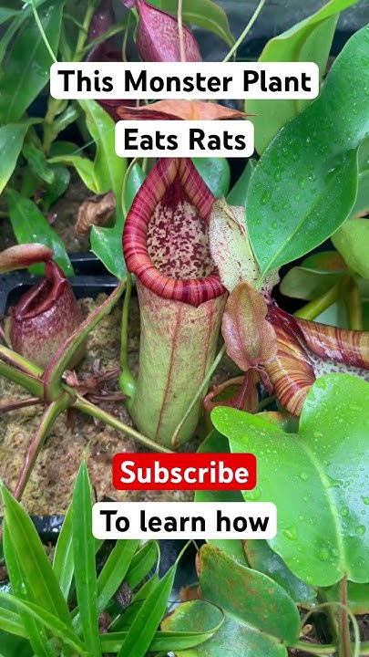 A Plant That Eats Rats And You Can Grow One For Yourself Dont Have To Feed It Rats Though