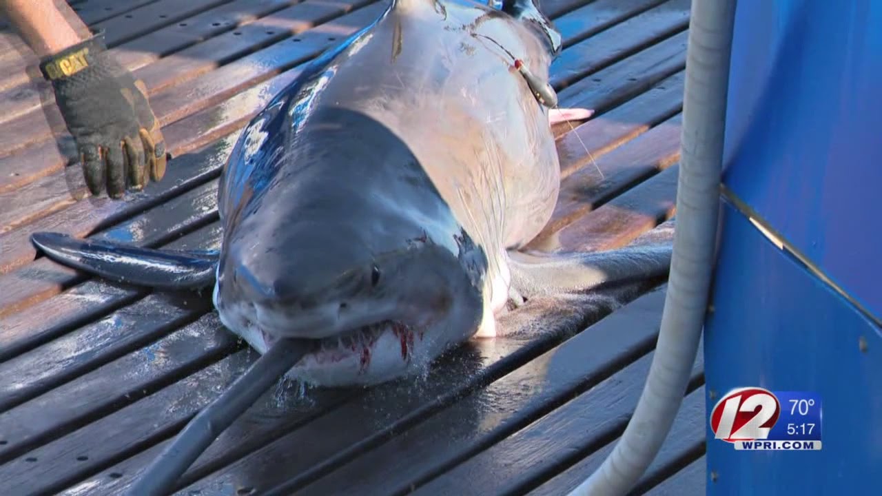 Researchers tag first male great white in North Atlantic - YouTube