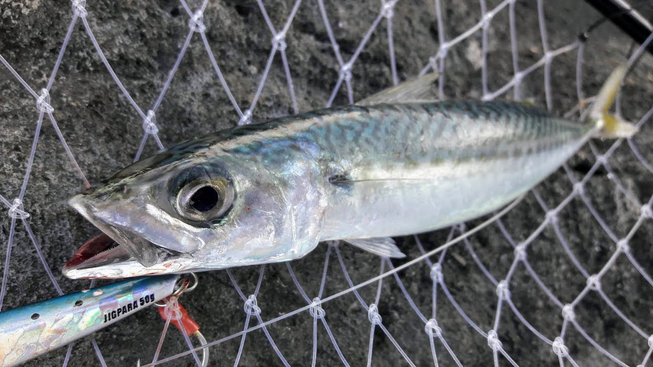 Small "surprise" on Shore jigging. Atlantic Mackerel (Scomber scombrus ...