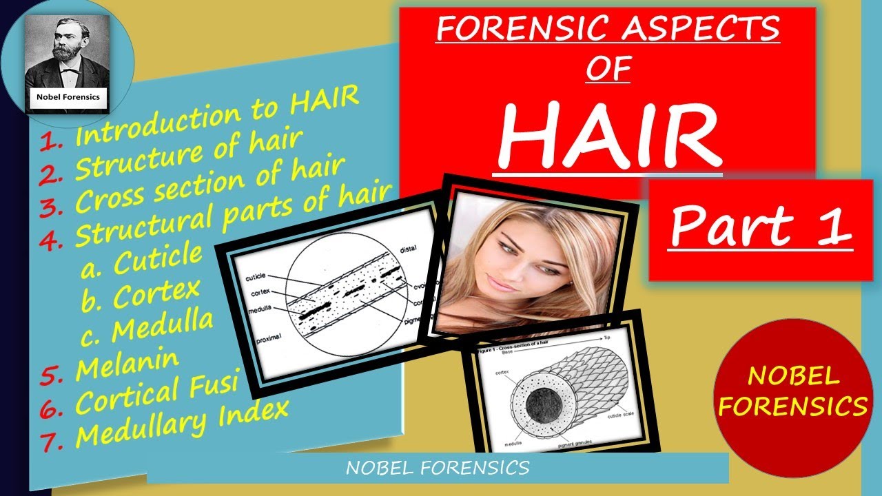 FORENSIC HAIR EVIDENCE PART-1 || FORENSIC ASPECTS OF HAIR || BASICS OF ...