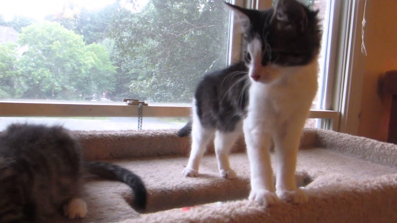 Finn and Tyson kitten brothers playing vid - YouTube