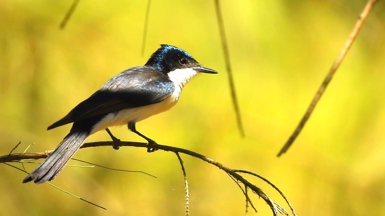 Restless Flycatcher | Bird | Bird Sound | Wildlife | @nadodikathaigal ...