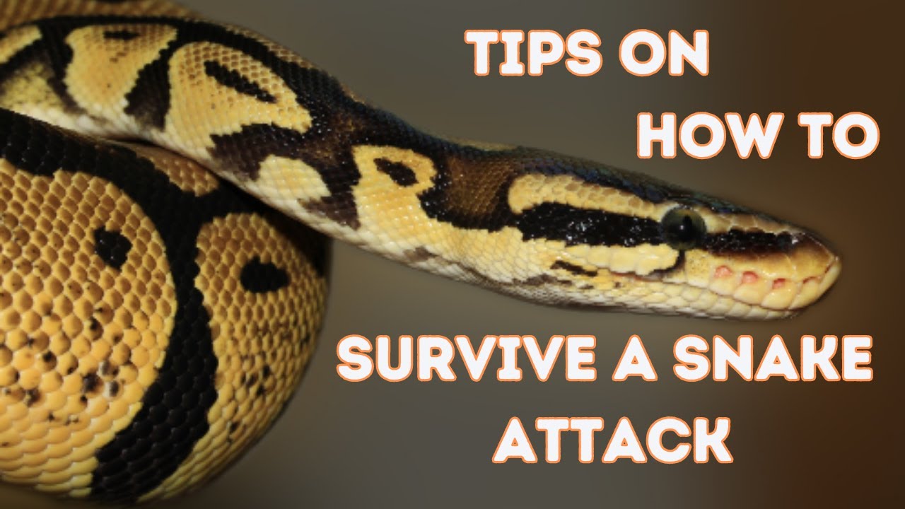 IMPORTANT TIPS ON HOW TO SURVIVE A SNAKE ATTACK - YouTube