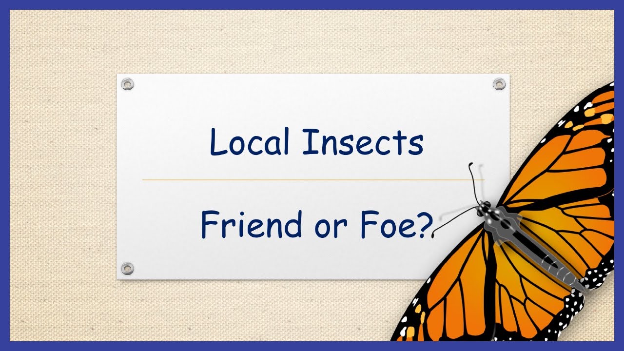 Insects Friend or Foe? - Helpful and Harmful Local Insects - YouTube
