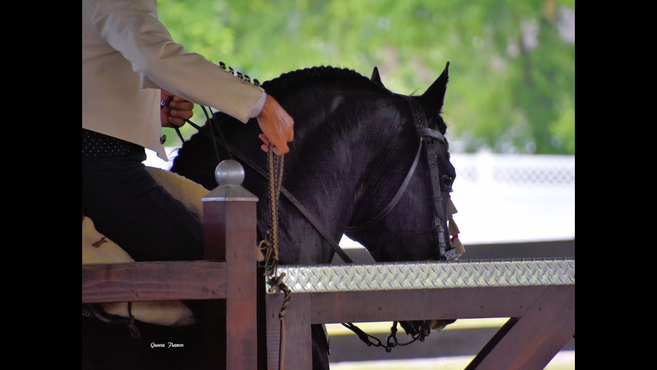 KarMik Acres Working Equitation Extravaganza Show - YouTube