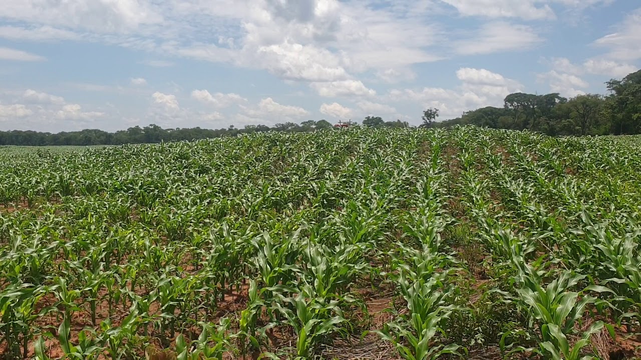 kubota M9540 spraying maize, Jacto Condor M12. Zambia - YouTube