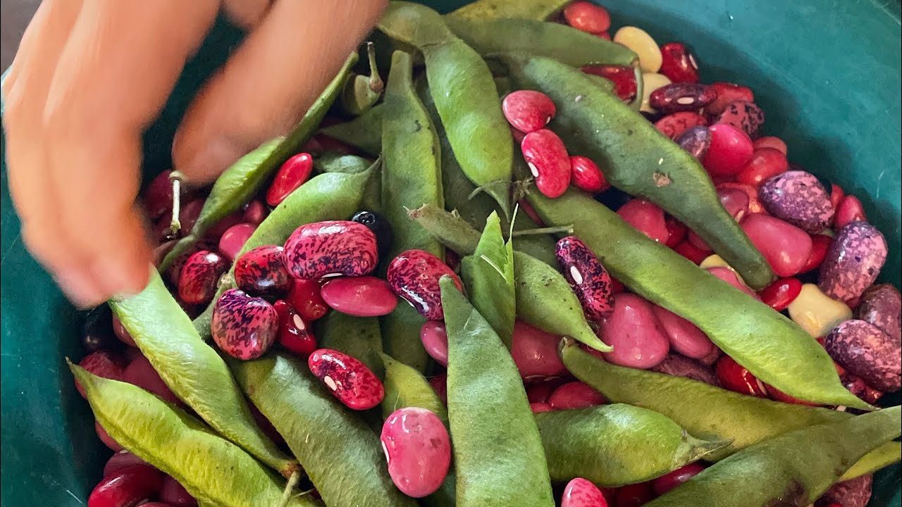 Como preparar frijol tierno con chilacayote - YouTube