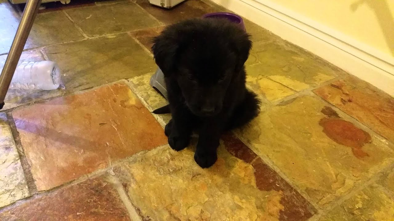 Teaching Pixel how to lie down - YouTube