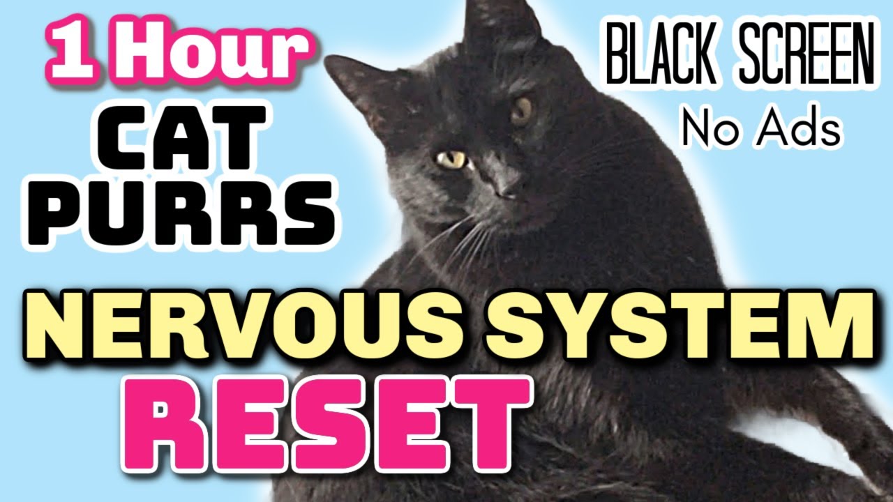1 Hour Cat Purring for Deep Healing Sleep | 27 Hz Frequency for Nervous ...