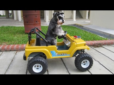 Funny Dog loves DRIVING FAST CAR! - YouTube