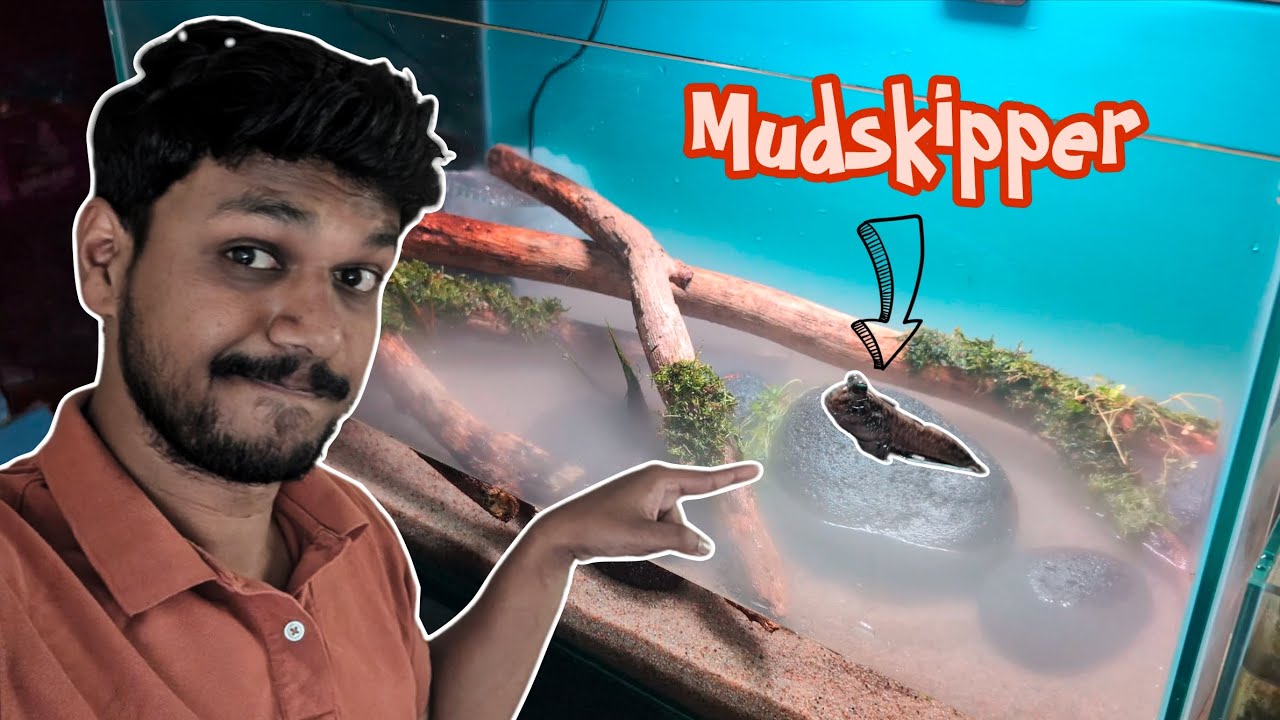 Mudskipper Rainforest Setup (Step by Step Tutorial) - YouTube