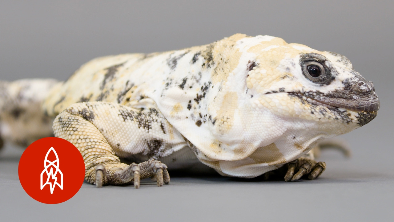 This Sun-Loving Chuckwalla is Feeling the Heat from Invasive Species ...