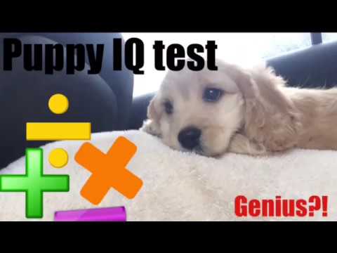 PUPPY INTELLIGENCE TEST | dog IQ test | Cockapoo Capers - YouTube