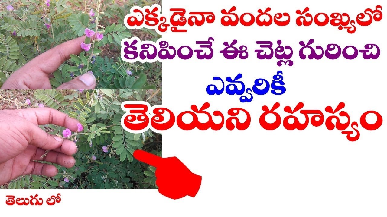 Tephrosia Purpurea( Vempali chettu) useful Health Benefits in Telugu ...