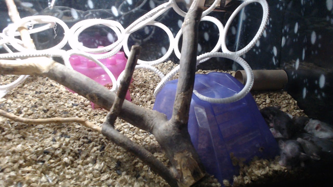 Atlantis Critter Cam #316 2 week old baby rats: Dumbo, Marten, Rex ...