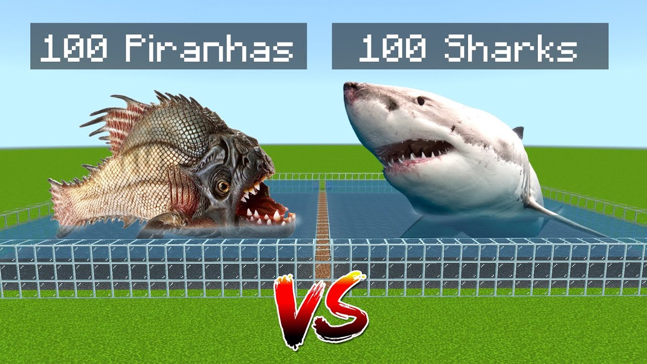 Piranha Fish Vs Shark