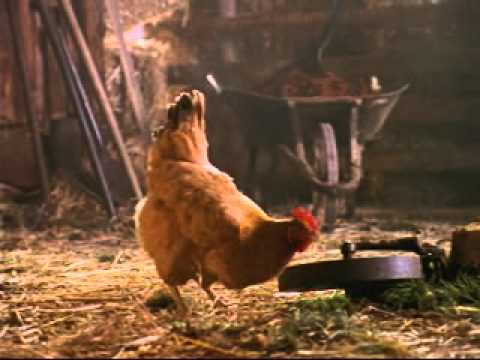 Nandos - Barking Chicken - YouTube
