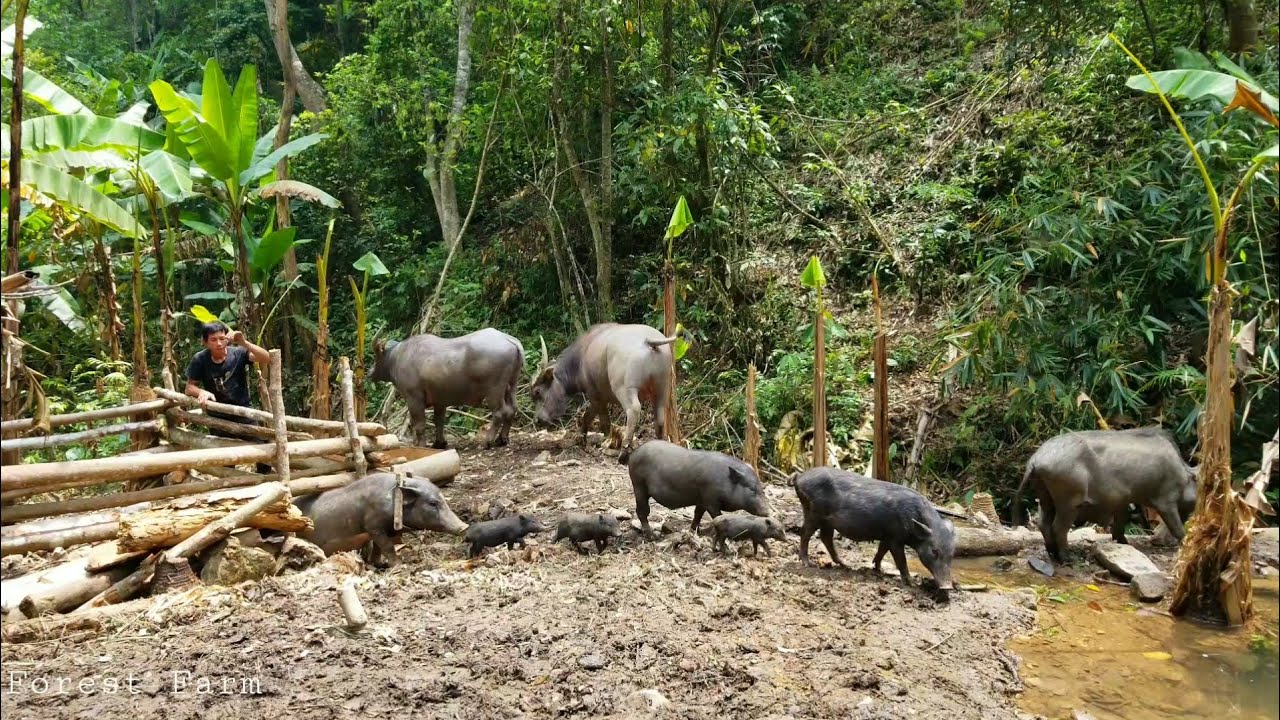 Forest Farm Life, Wild Boar Breeding | forest farm - YouTube