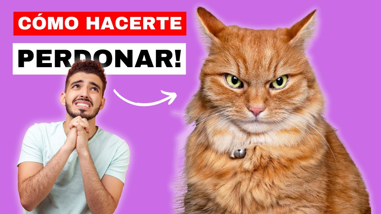 Gato Ofendido? ¿Cómo Pedirle “PERDÓN” y Reconquistar su Confianza ...