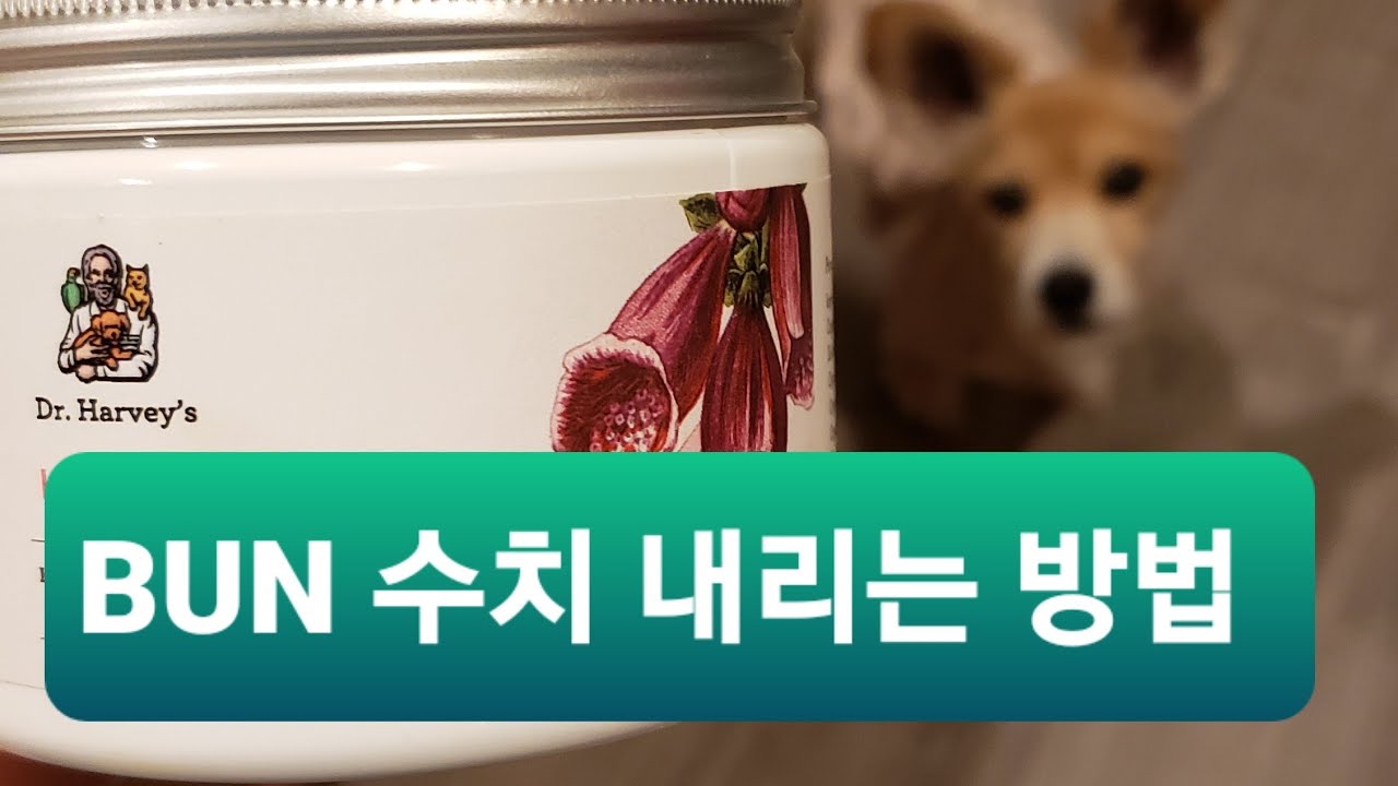 [강아지 케어] 신장 보조제 - 강아지 신장 수치, BUN 수치 내리기 - How to lower BUN levels in ...