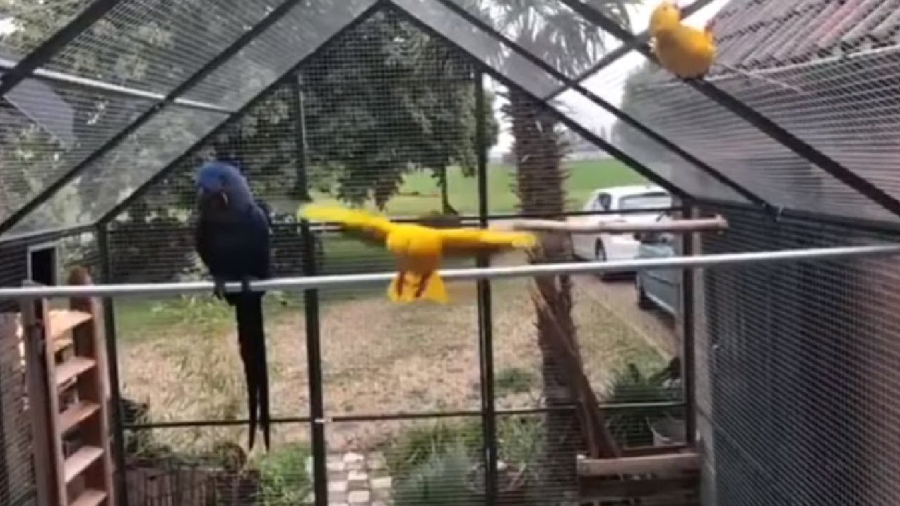 Beautiful Yellow Parrot Flying In Slow Motion - YouTube