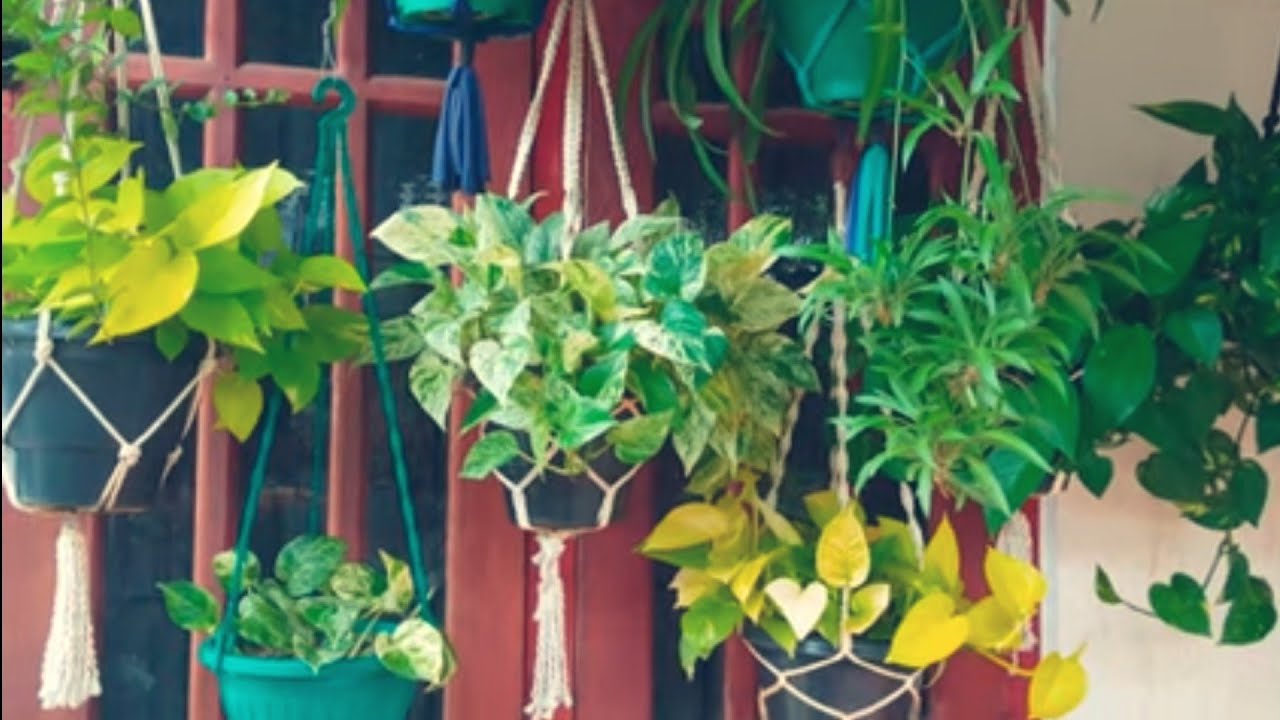 Hanging plants | Hanging Plants Collection using Macrame - YouTube