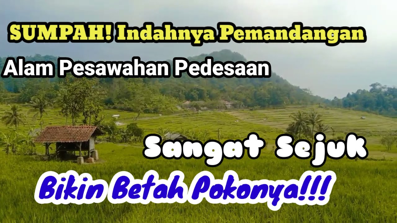 SUMPAH!! Indahnya Pemandangan Alam Pesawahan Pedesaan Sangat Sejuk ...