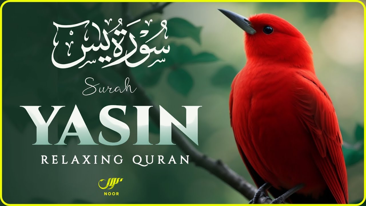 The Serene Recitation Of Surah Yasin Will Help You Find Peace NOOR ...