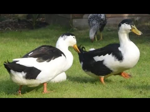 MEQPAY ORDEK CINSI HAQQINDA BILMEDIKLERINIZ