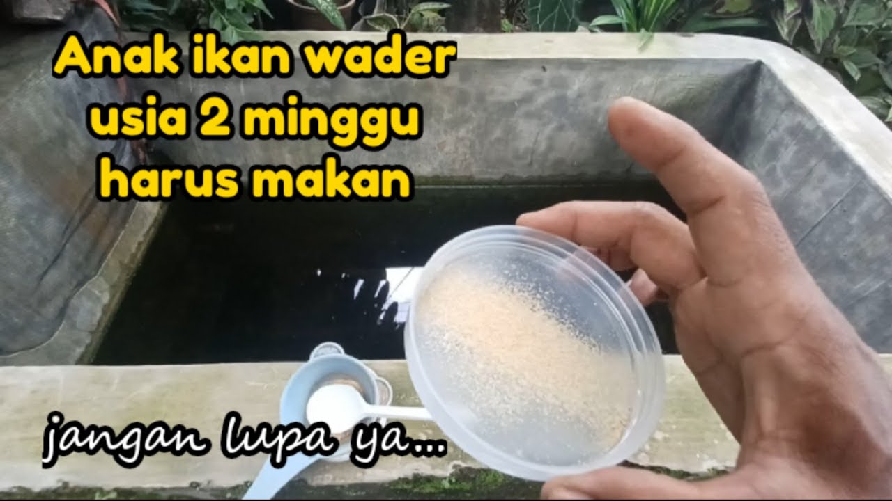 🟡Cara memberi makan bibit ikan wader usia 2 minggu @TKM78 - YouTube