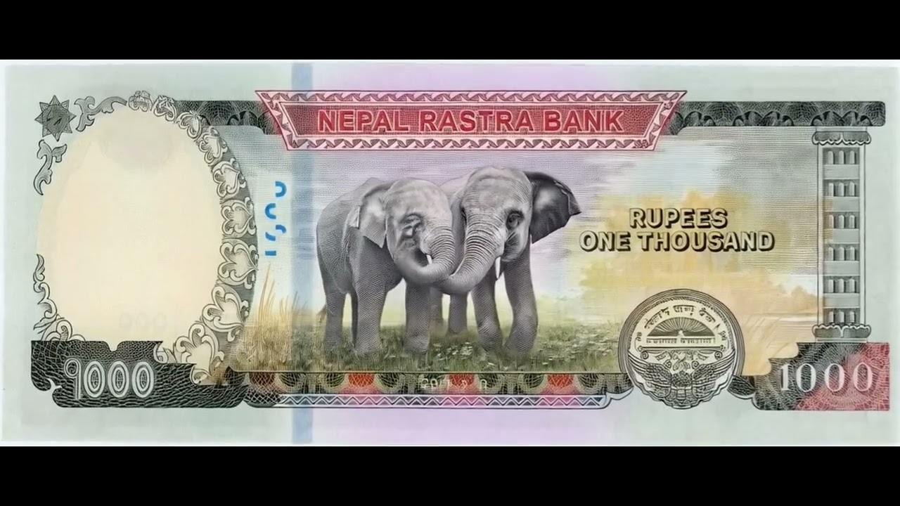 THE PAPER MONEY ANIMAL LIFE BRINGING ANIMATION THROUGH AI. - YouTube