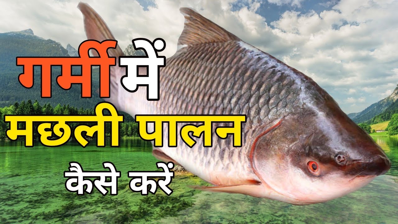 गर्मी में मछली पालन कैसे करें||Garmi me Machli Palan kaise kare # ...