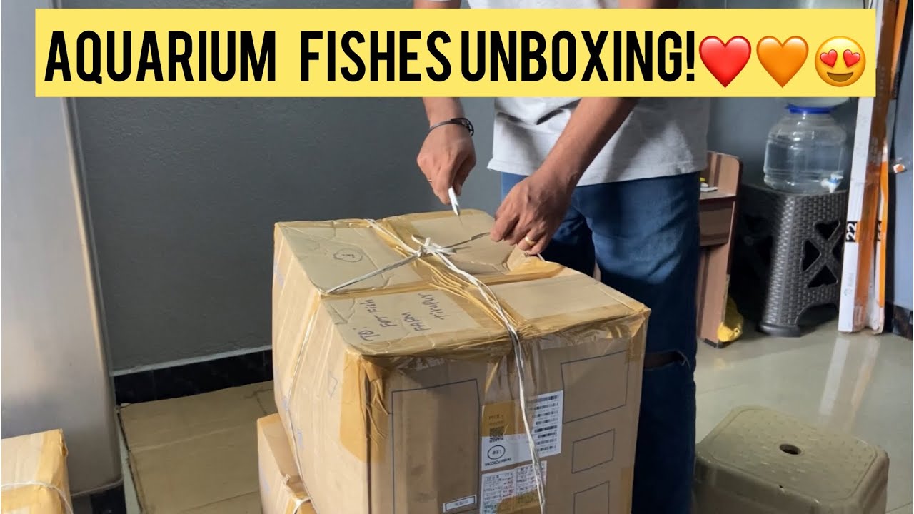 Aquarium fishes unboxing | Fat fish Aquarium kangayam - YouTube