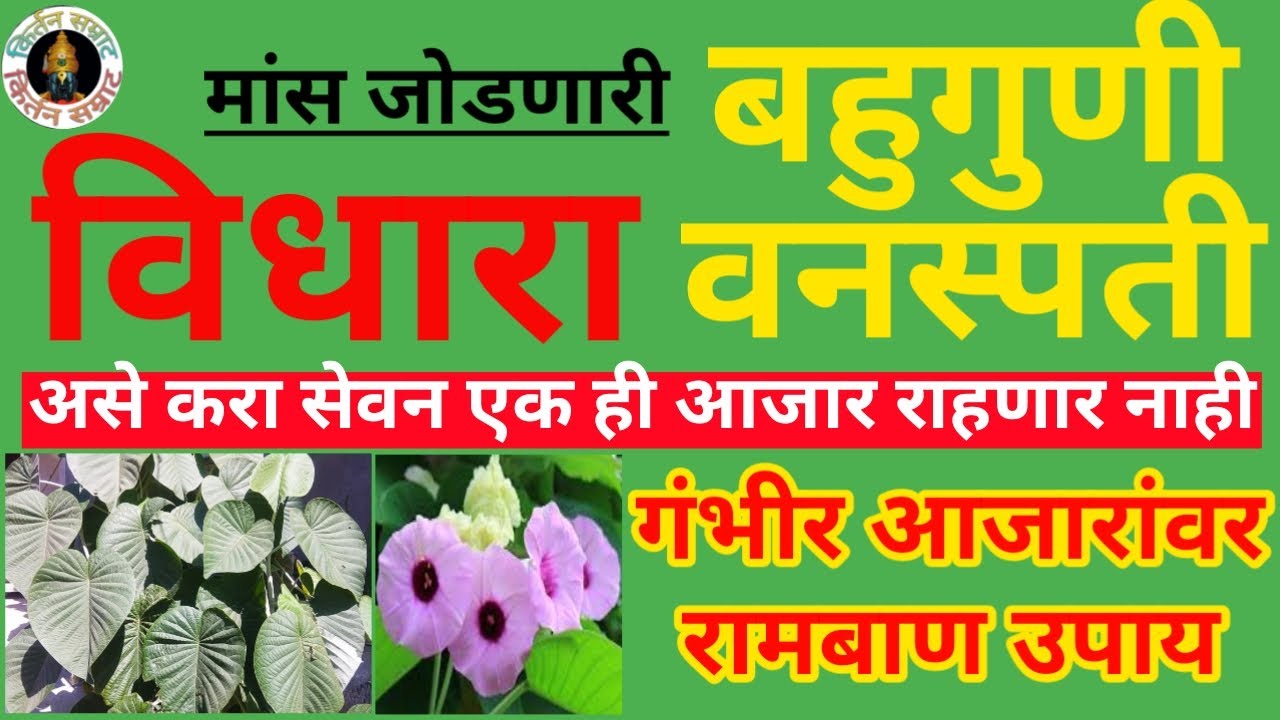 Ashwagandha Vidhara Benefits In Hindi