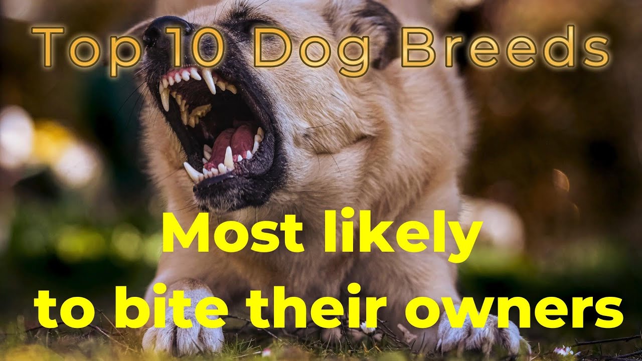 10 dog breeds most likely to bite their owners - YouTube