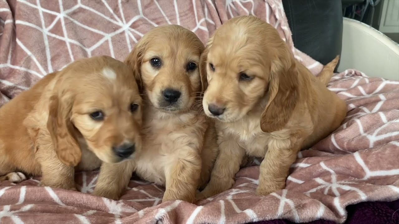 Golden Cocker Retriever
