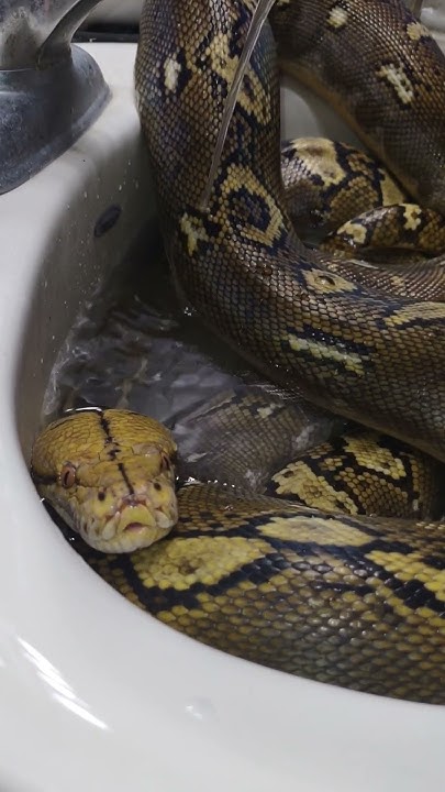 Python's Own Sink - YouTube