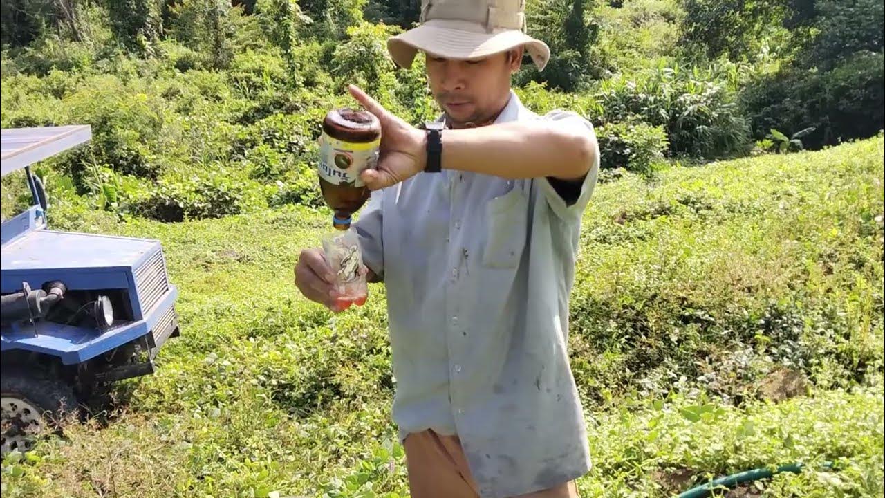 Hnub no peb cov niam txiv tub tuaj tim teb txiv lwm tsib thiab teb ntoo yas os 19/10/2024 - YouTube