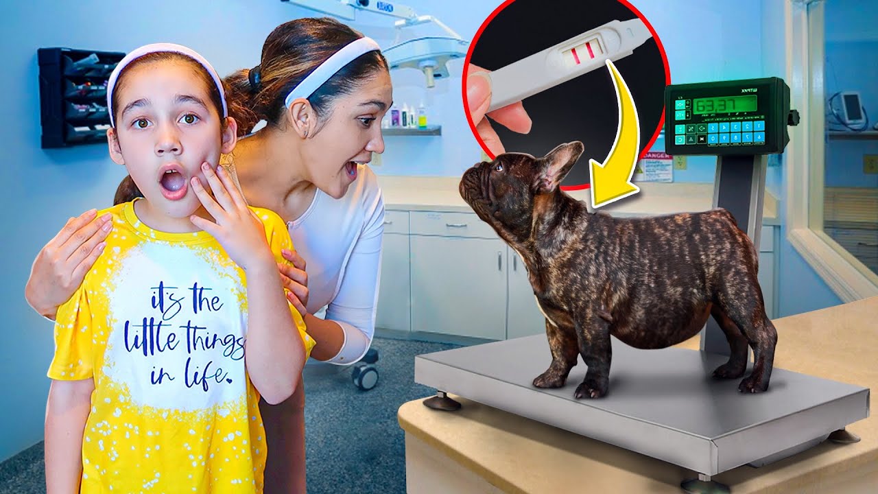 OUR DOG IS PREGNANT!? *WHAT NOW* | Jancy Family - YouTube