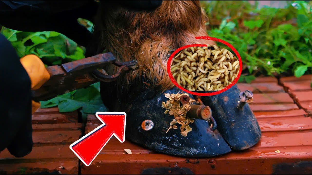 Trim, Clean / Remove Screws And Nails STUCK IN COWS' HOOVES - 100325 ...