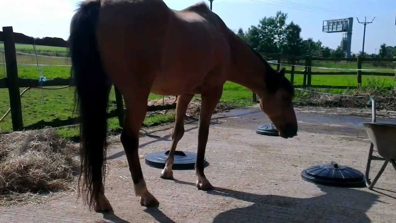 Horse does stomp - YouTube