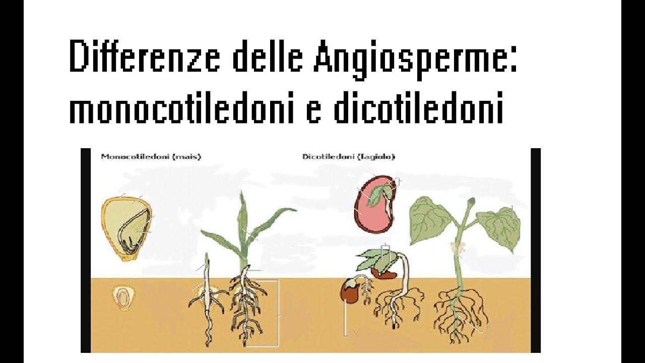 Differenze delle Angiosperme: monocotiledoni e dicotiledoni - YouTube