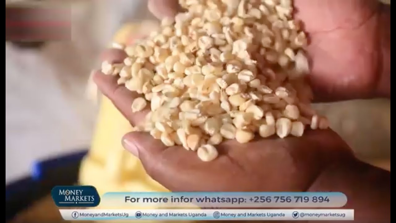 Uganda's Grain Standards' Struggles - YouTube