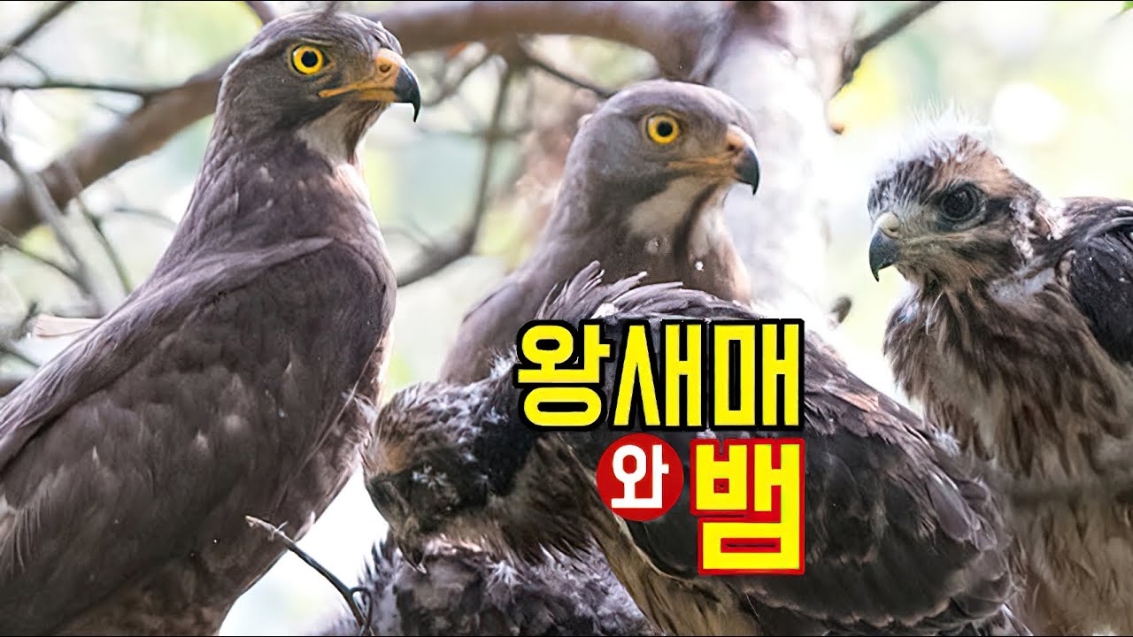 왕새매의 뱀 먹는 방법!! Grey-faced Buzzard's Snake Eating Method!! - YouTube